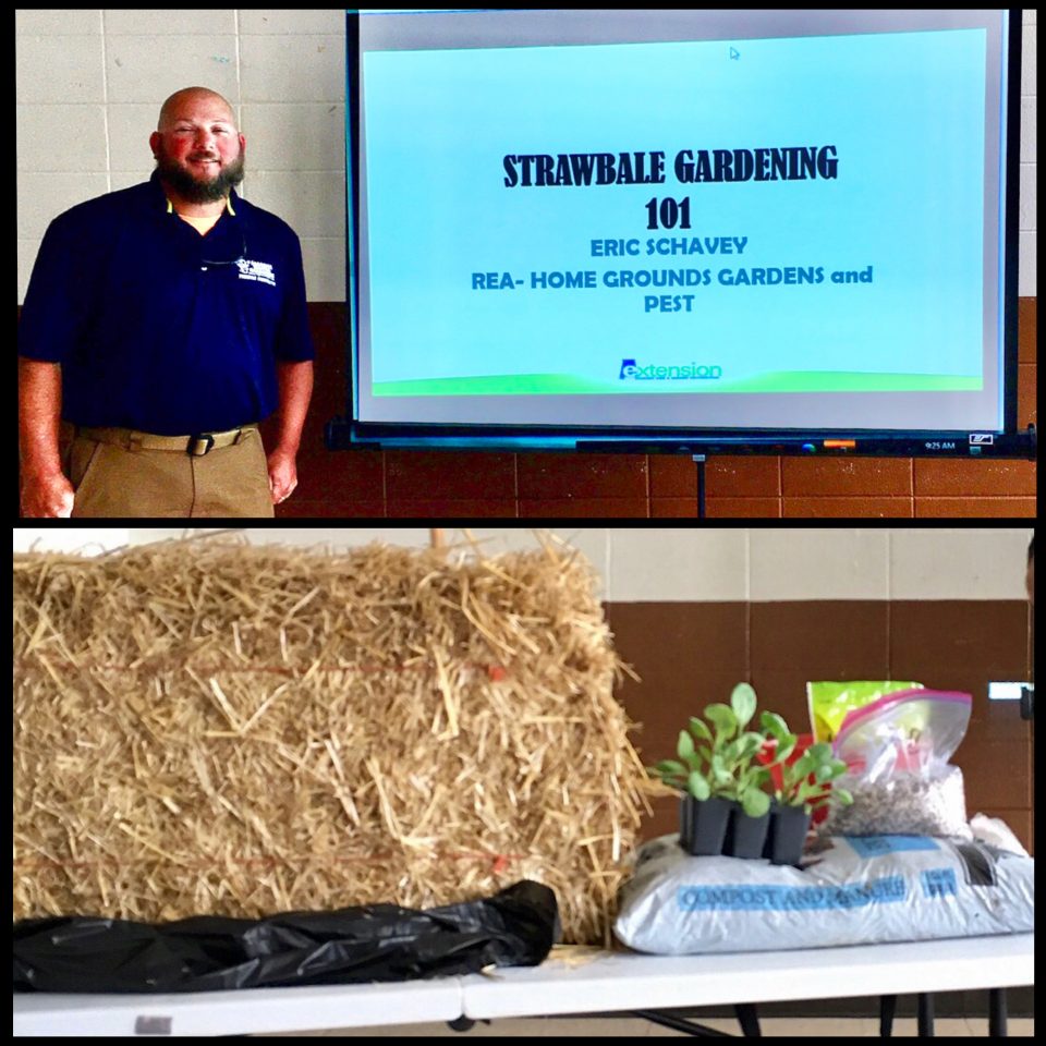 Straw Bale Gardening - Chilton County Master Gardeners | Alabama Cooperative Extension System ...