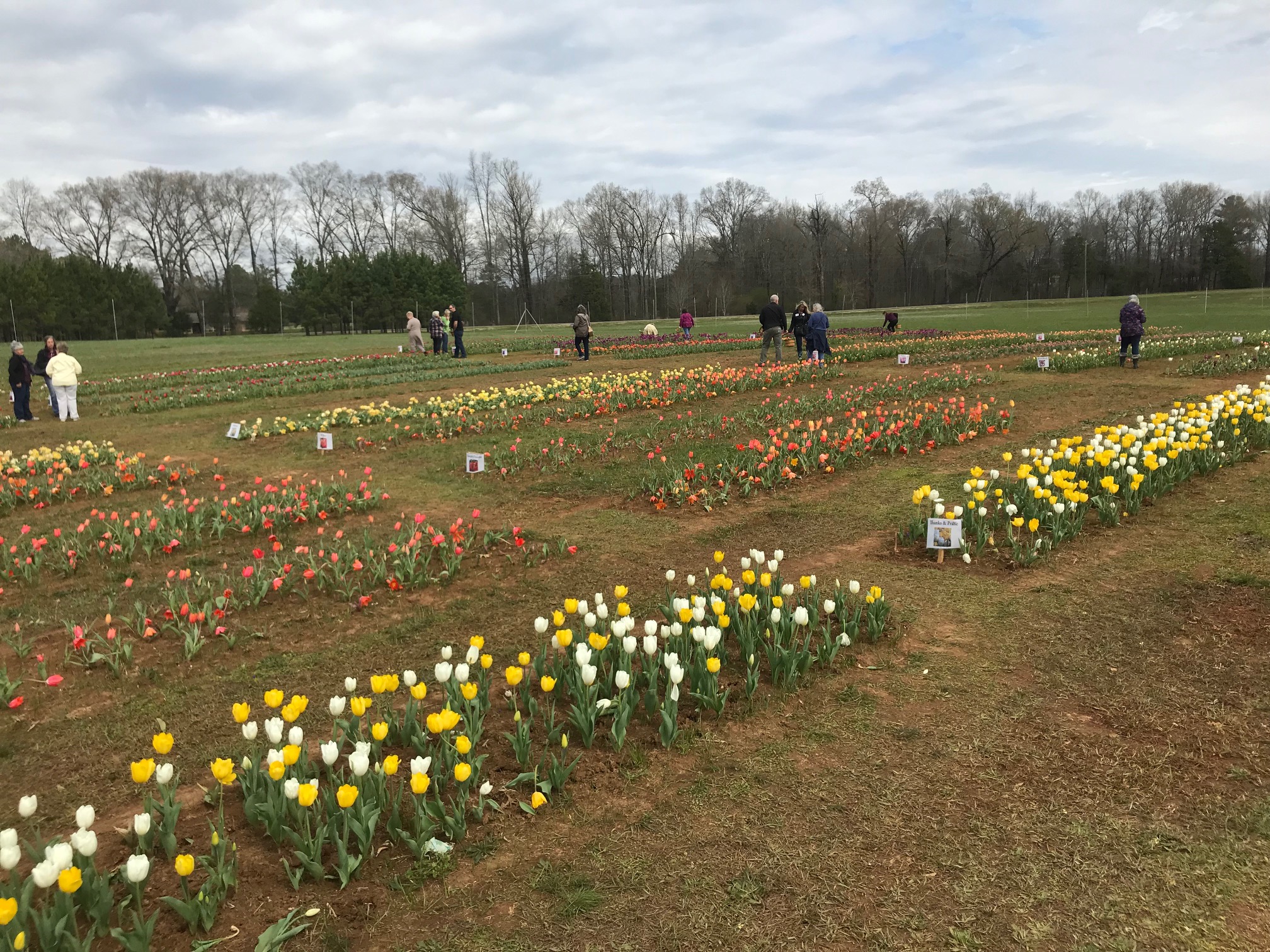 More Tulips - Shelby County Master Gardeners | Alabama Cooperative Extension System - ACES.edu