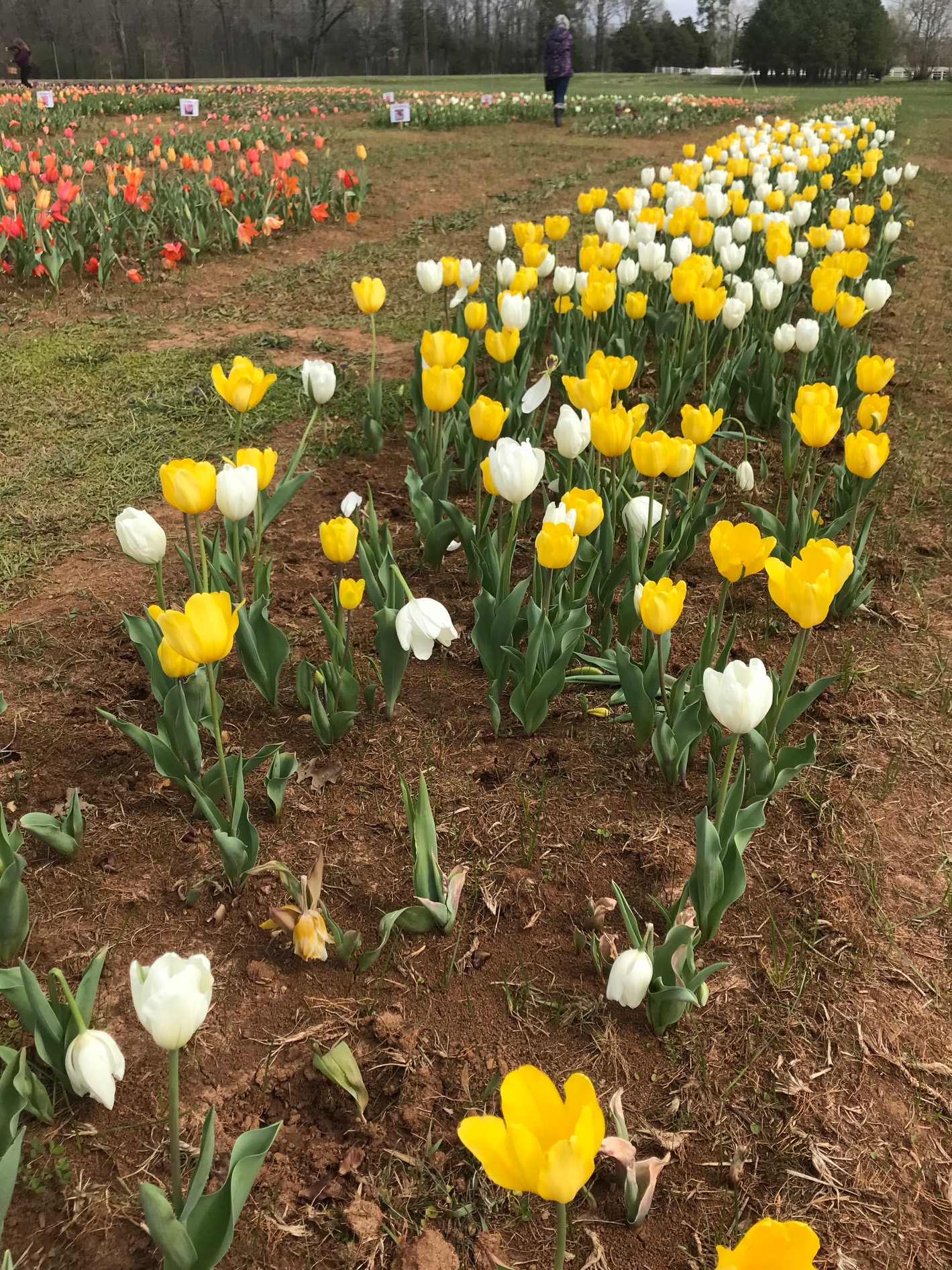 More Tulips - Shelby County Master Gardeners | Alabama Cooperative ...